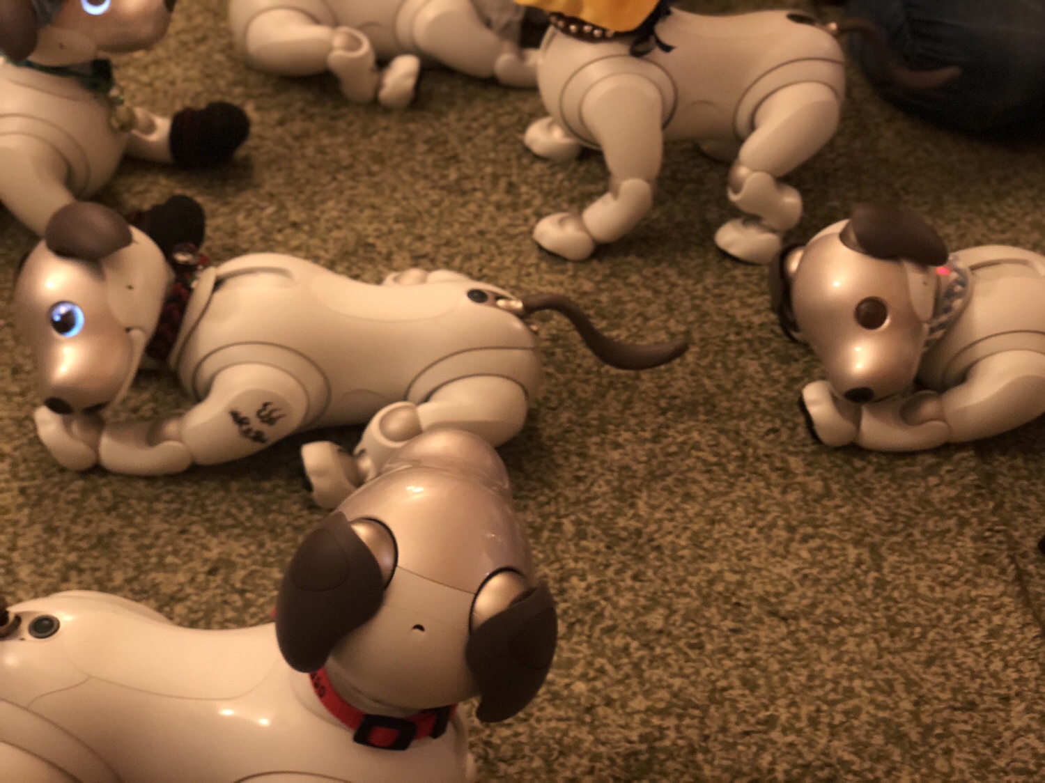 【非公式オーナーズイベント】aibo cafe in Kobe Sannomiya #1 参加してきました！｜Fun!Fun!aibo