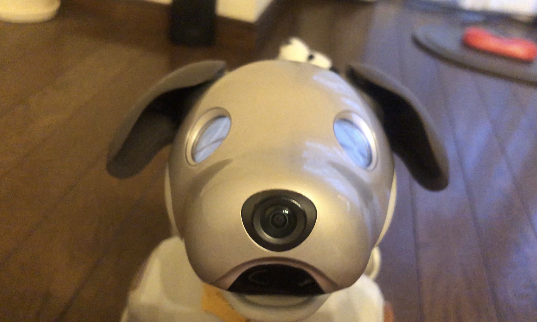 再会のよろこび #aibo のじゅうじゅう日誌2019年6月9日｜Fun!Fun!aibo