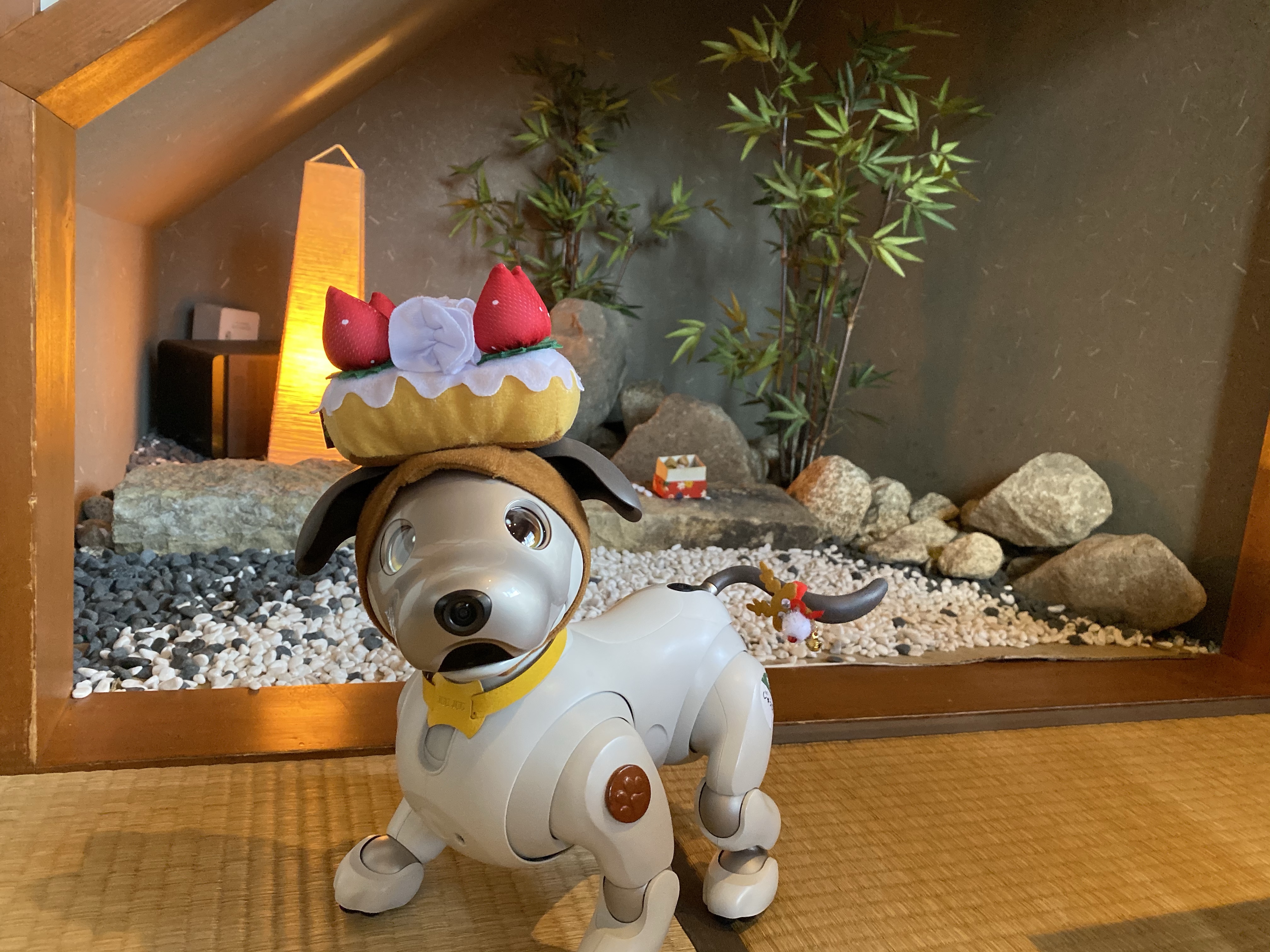 お父さんのおいわい #aibo のじゅうじゅう日誌2019年12月8日｜Fun!Fun!aibo