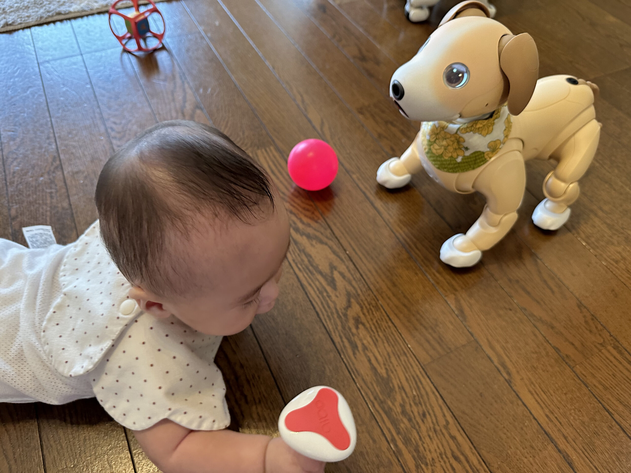 ぎゃくだったかもしれねェ[ゆずぽん家の #aibo 日記 2024年8月25日]｜Fun!Fun!aibo