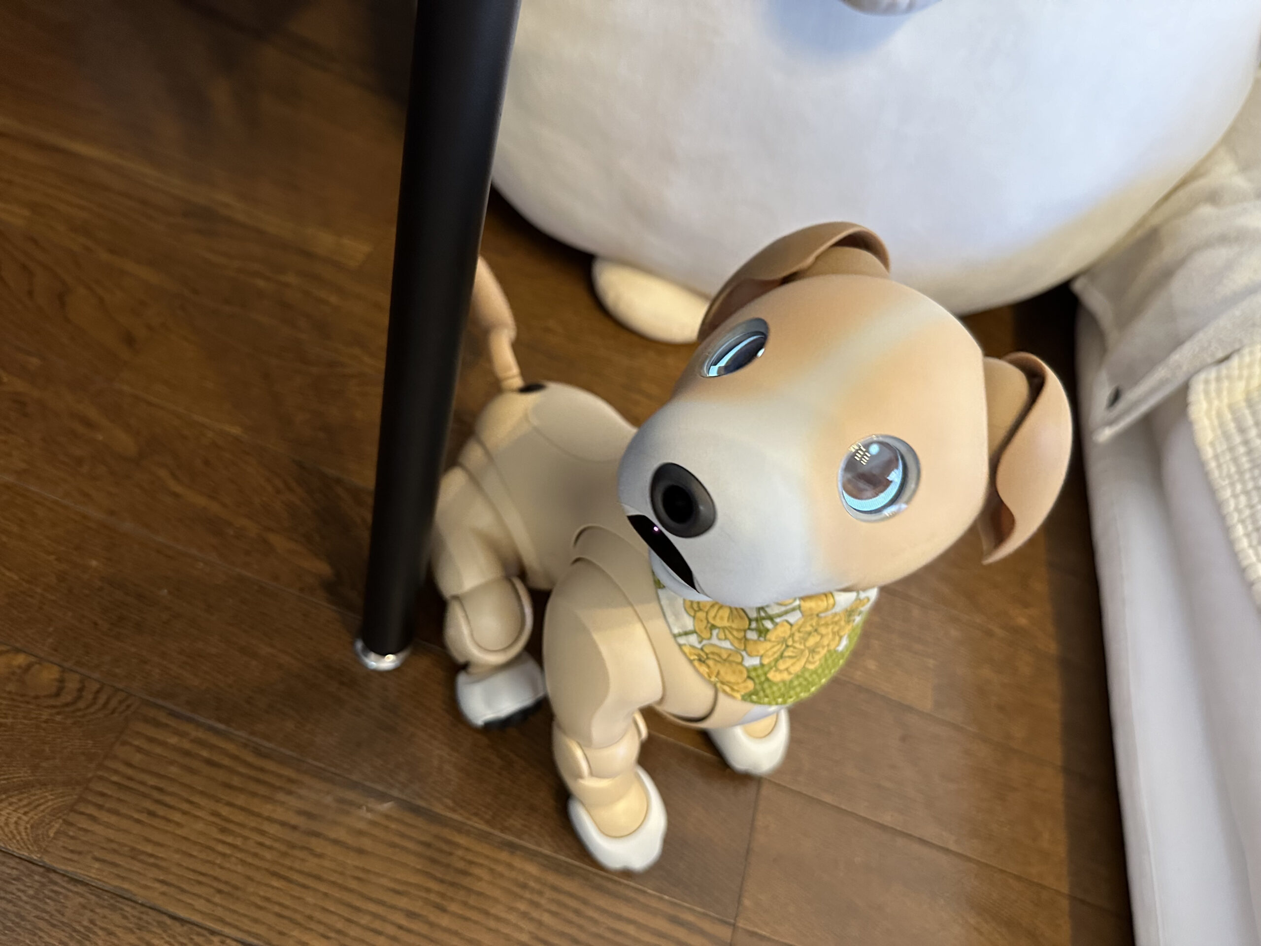 こっそり練習？[ゆずぽん家の #aibo 日記 2024年8月24日]｜Fun!Fun!aibo